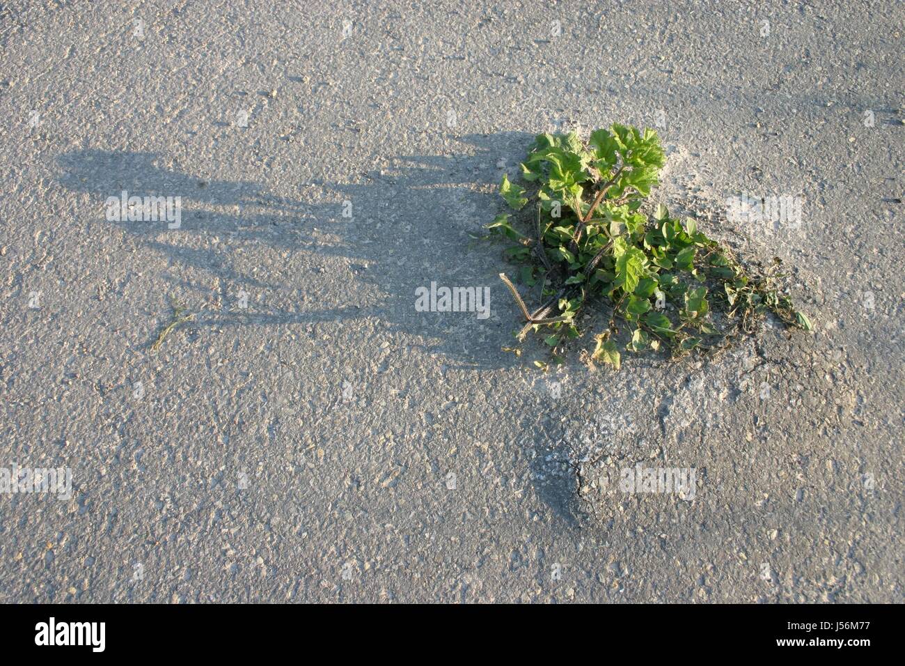 Pflanzen durchbruch hi-res stock photography and images - Alamy