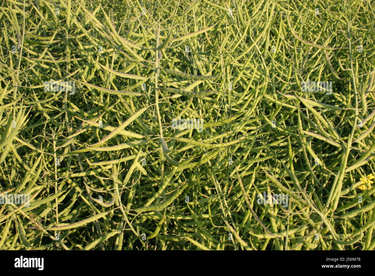 harvest ripe rapeseed Stock Photo - Alamy