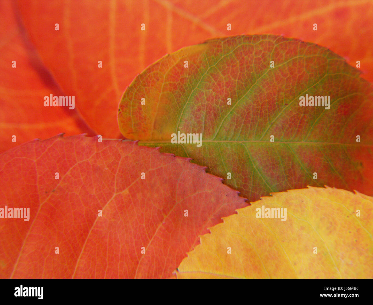 Fnf bltter hi-res stock photography and images - Alamy