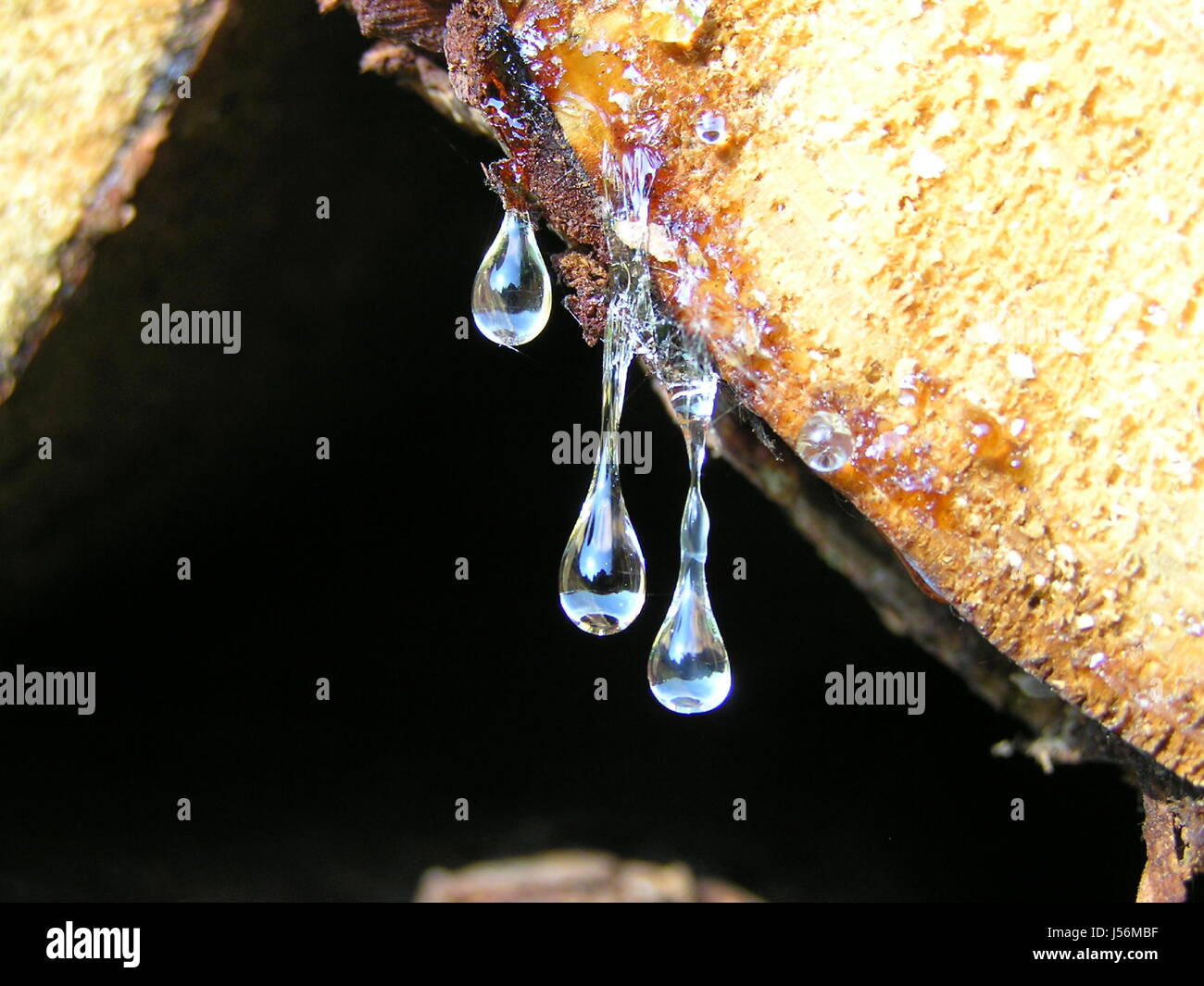 tree plant wood trunk resin banner sticky adhesive glassy resign from ...