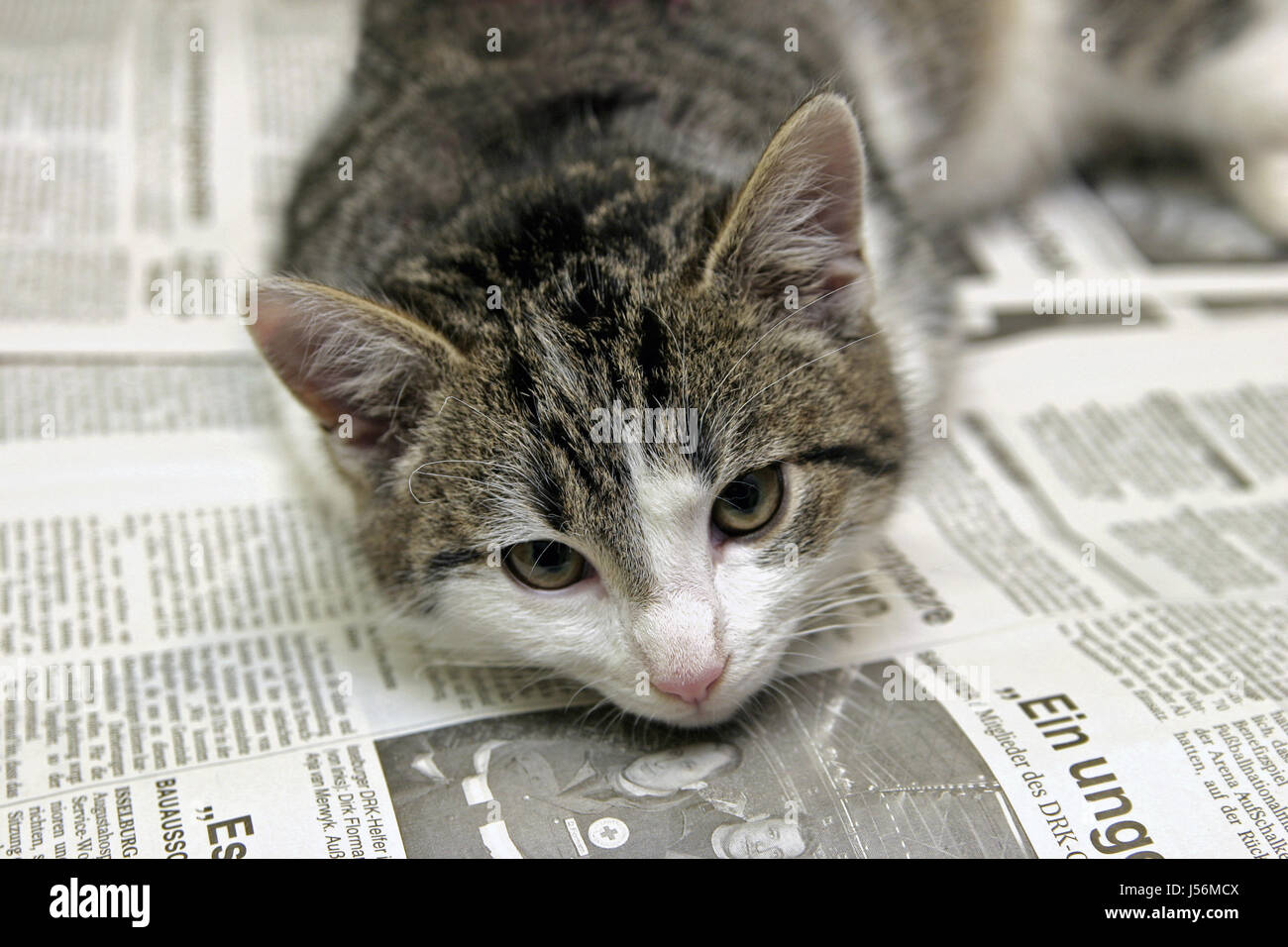 newspaper journal cats tired young younger pussycat cat domestic cat ...