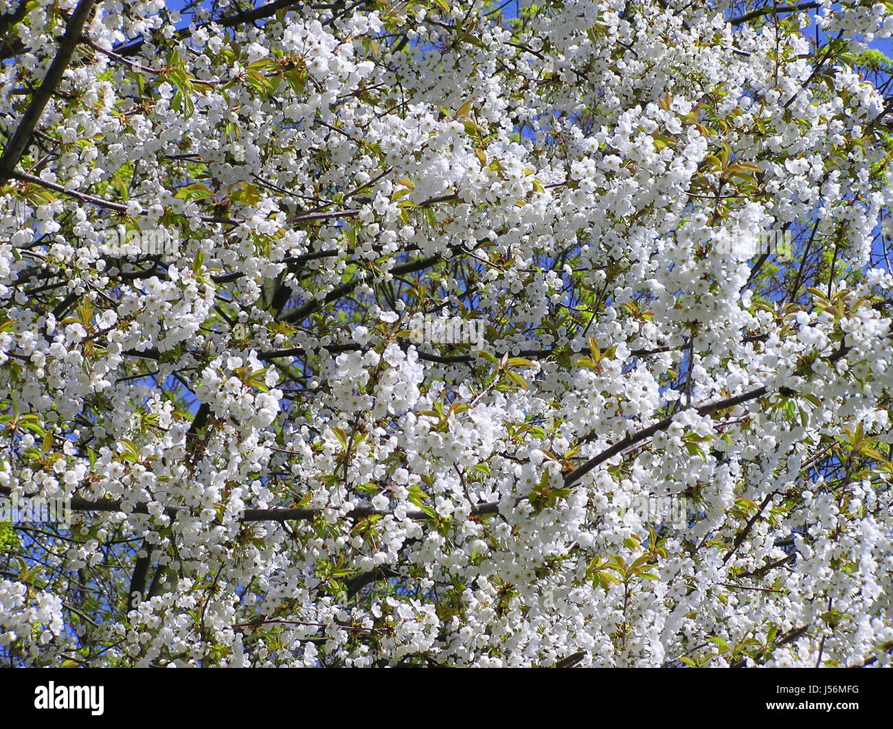 tree trees bloom blossom flourish flourishing leaves branches spring ...
