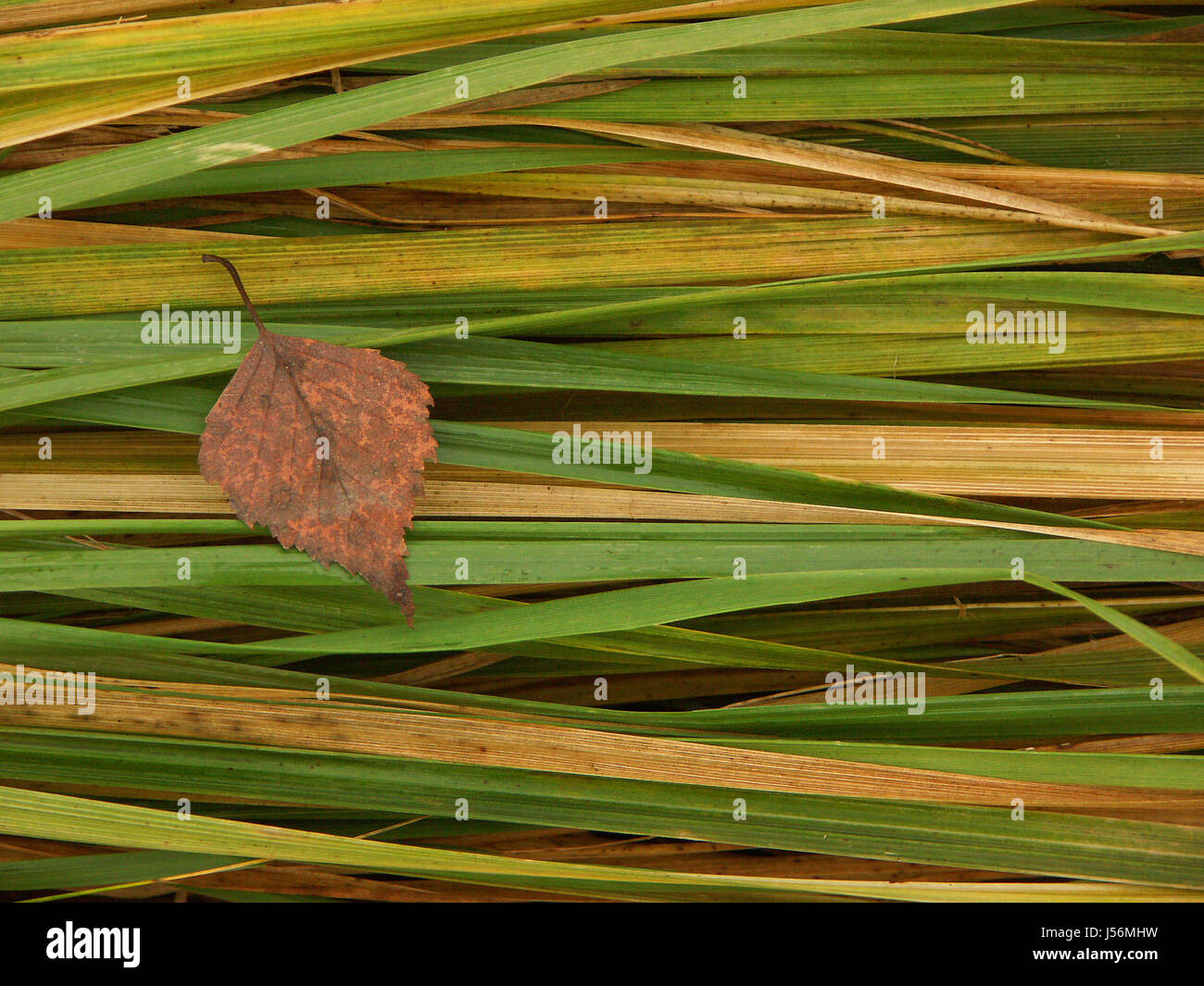autumnal grasses autumn colours blades blades of grass blade of grass ...