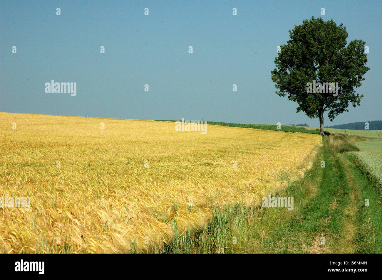 tree agriculture farming summer summerly beer barley barley field malt ...