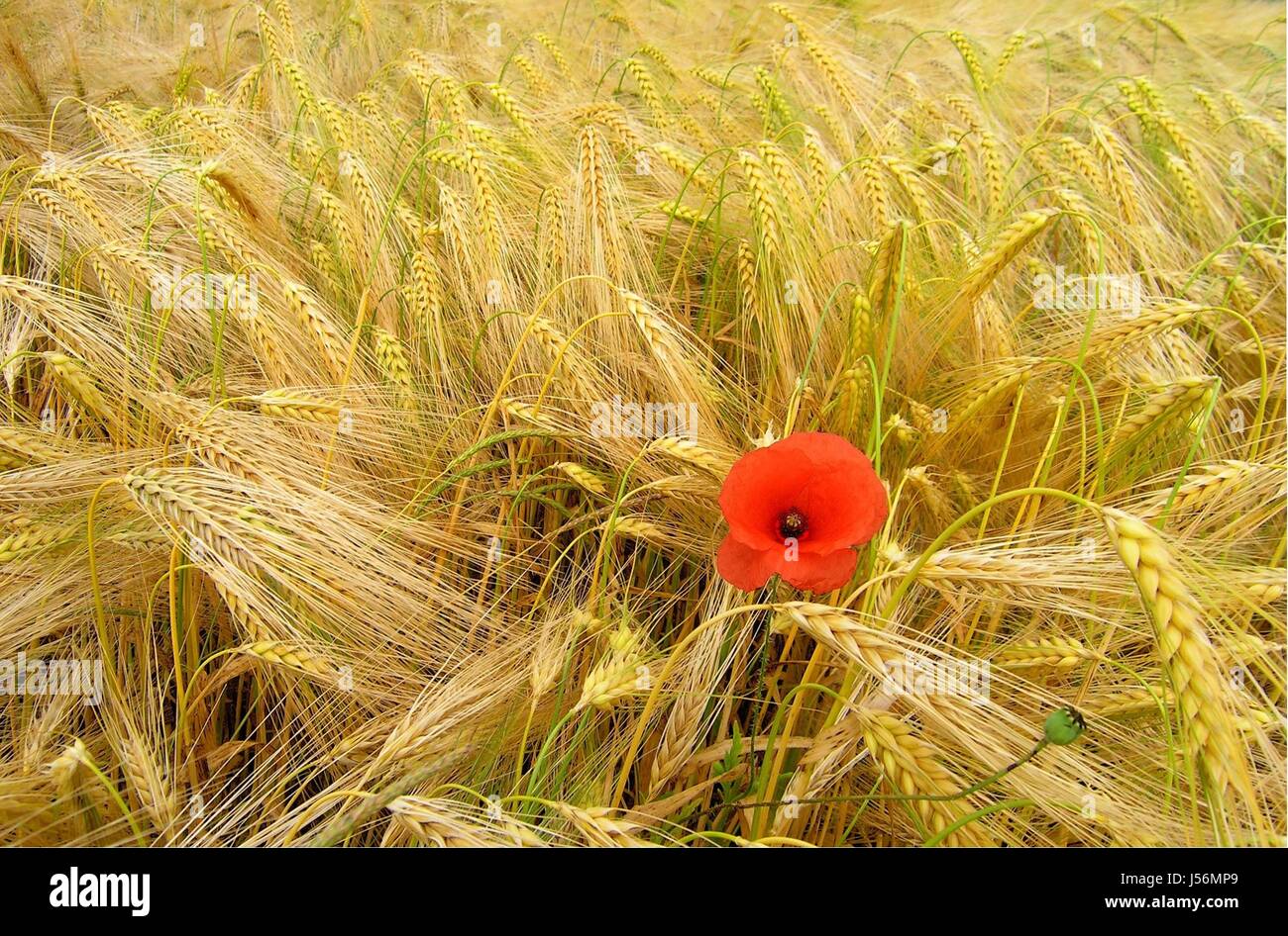 green field summer summerly poppy corn poppy barley land realty ground ...