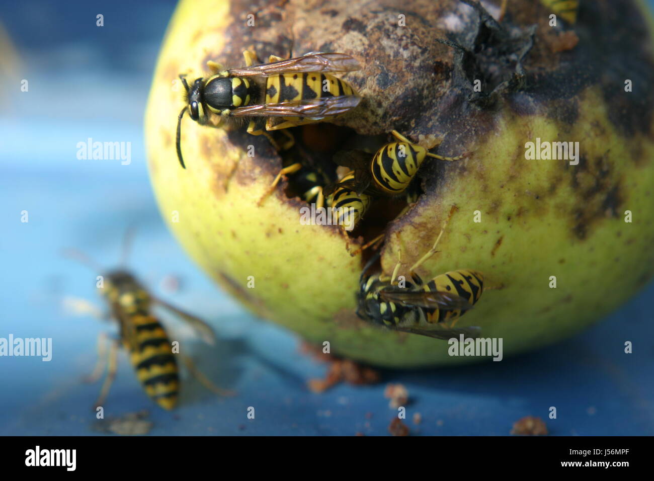 Wespenplage hi-res stock photography and images - Alamy