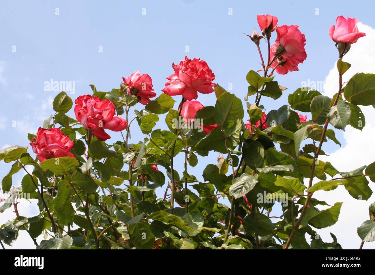 blue leaves flower flowers plant roses buds rambler rose firmament sky ...