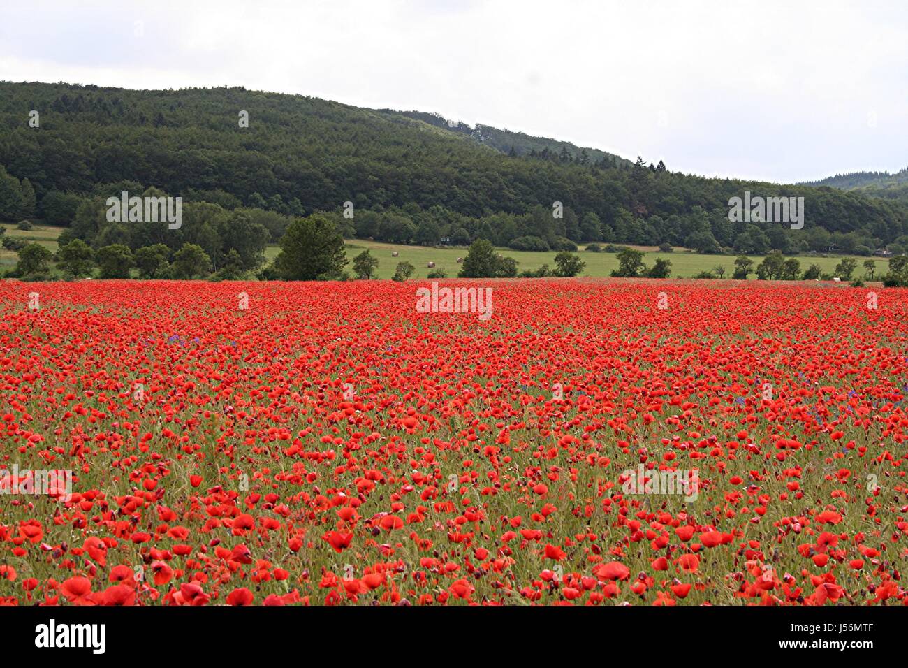 tree trees mountains flower plant field bushes poppy resin scenery ...