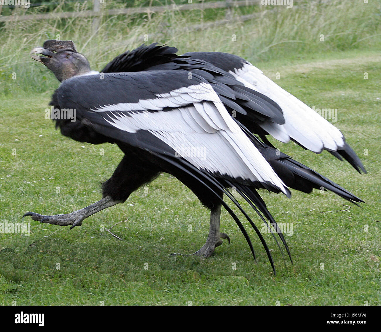 Condor zoo hi-res stock photography and images - Alamy