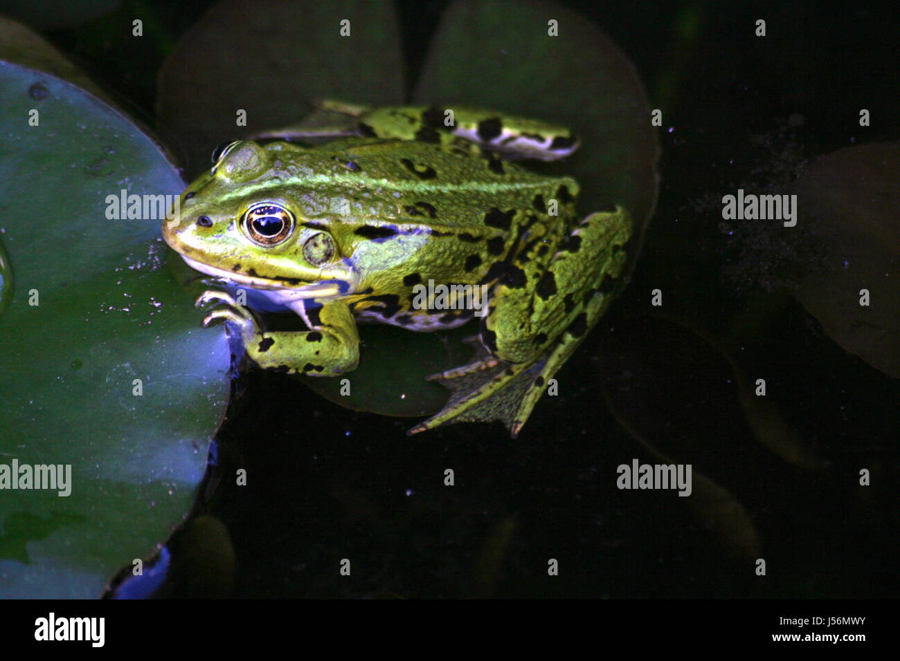 leaf waters stone animal amphibian insects green hunter conservation of ...