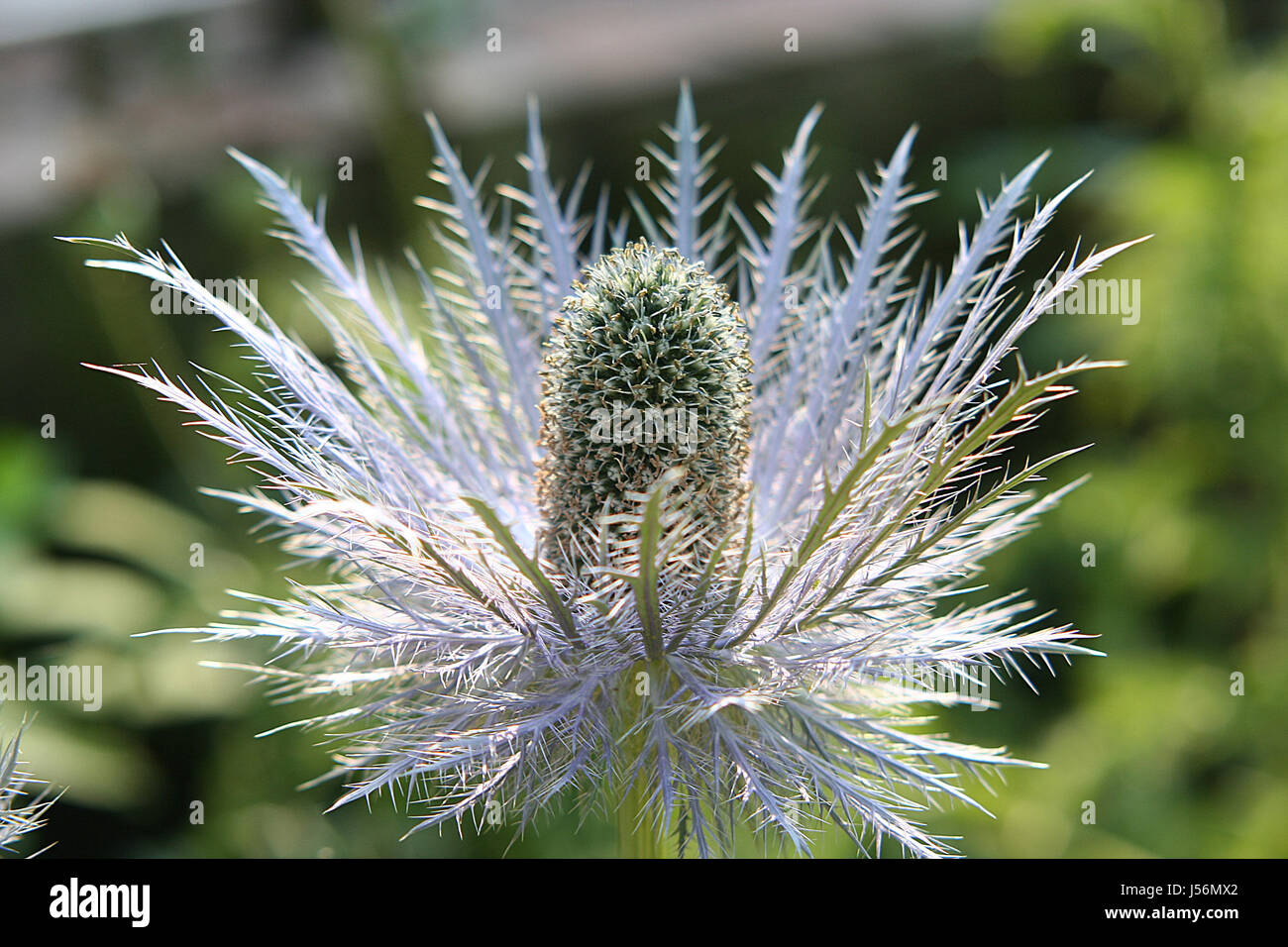 distel - 1 Stock Photo - Alamy