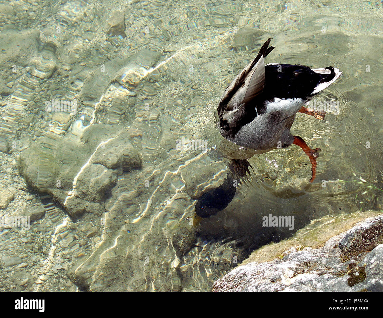 Duck feet hi-res stock photography and images - Alamy