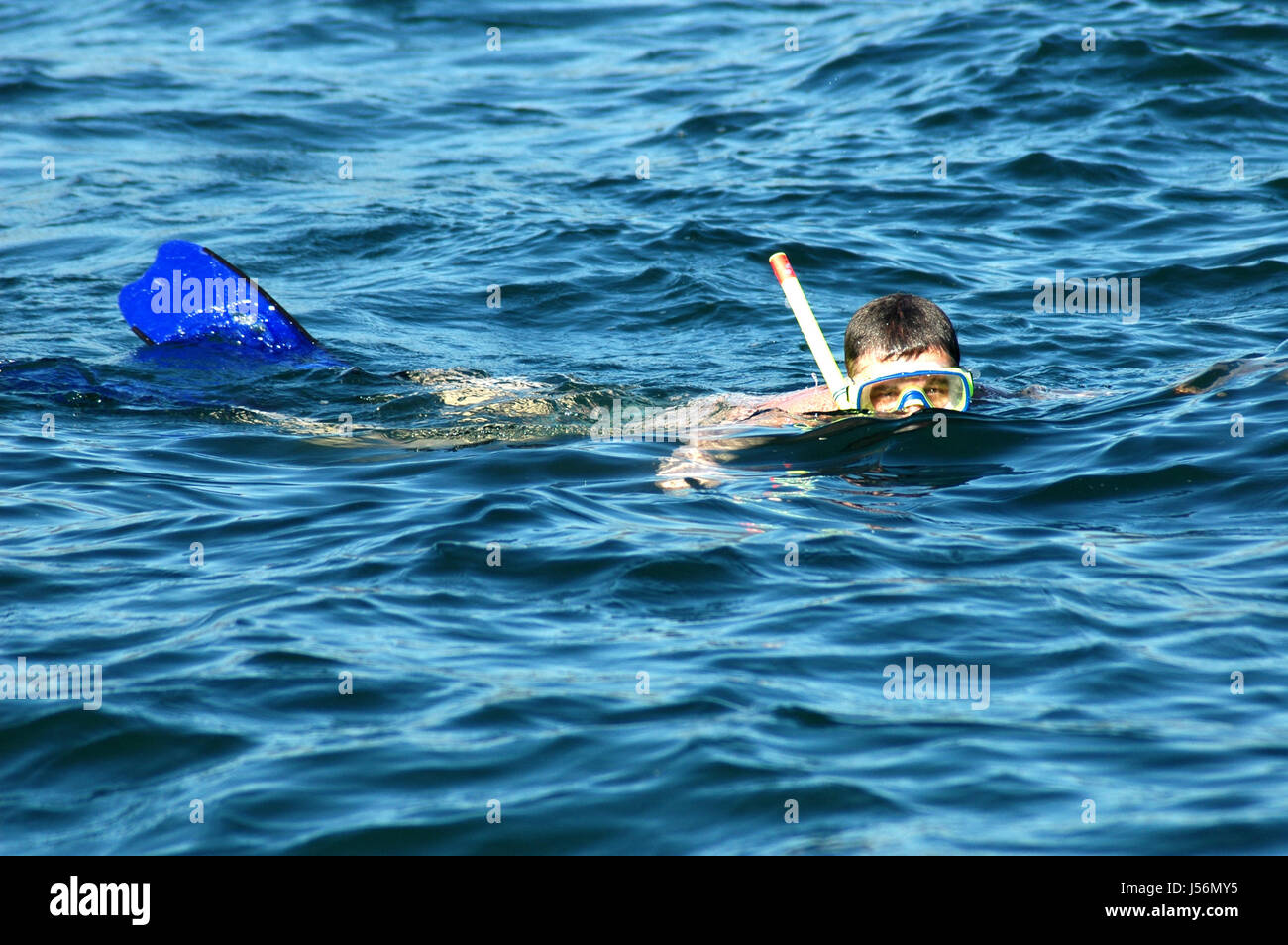 blue turkey dive snorkel flipper young younger salt water sea ocean ...