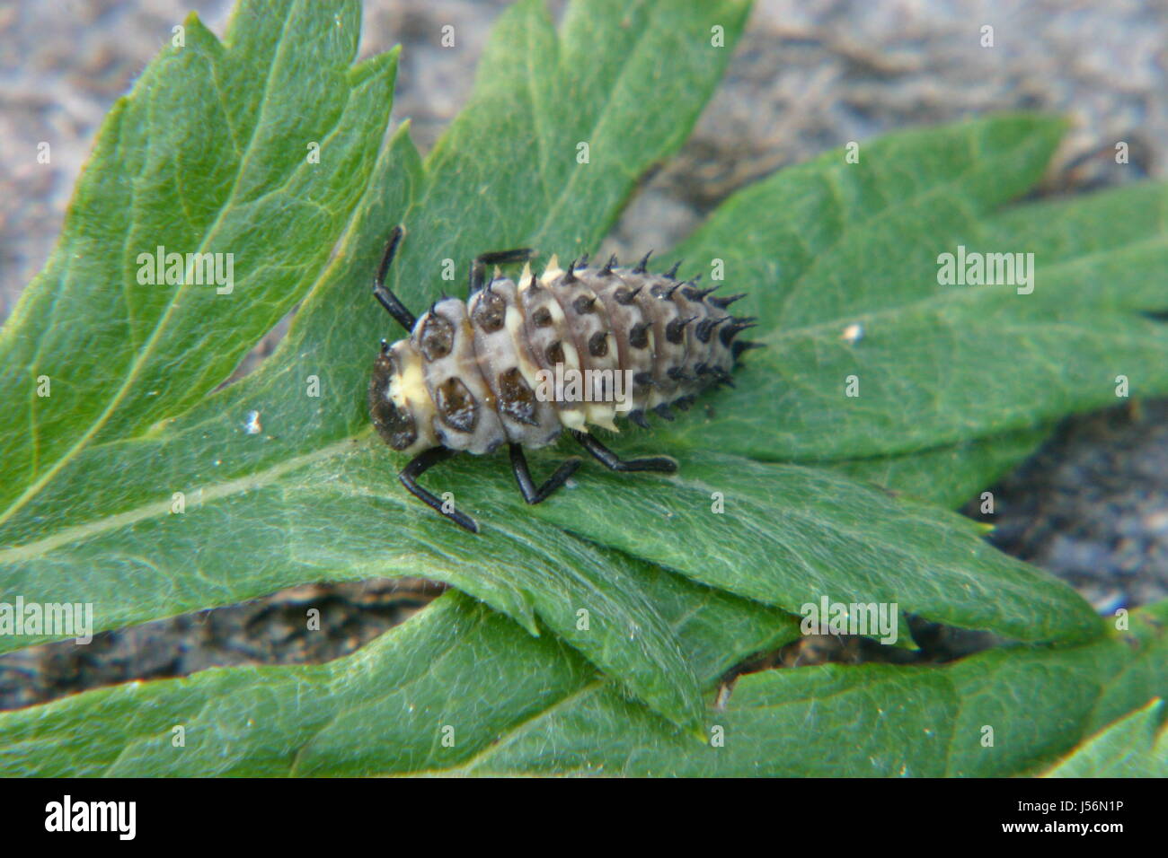 insect insects beetle larva monster ladybug mariekferlarve kferlarve ...