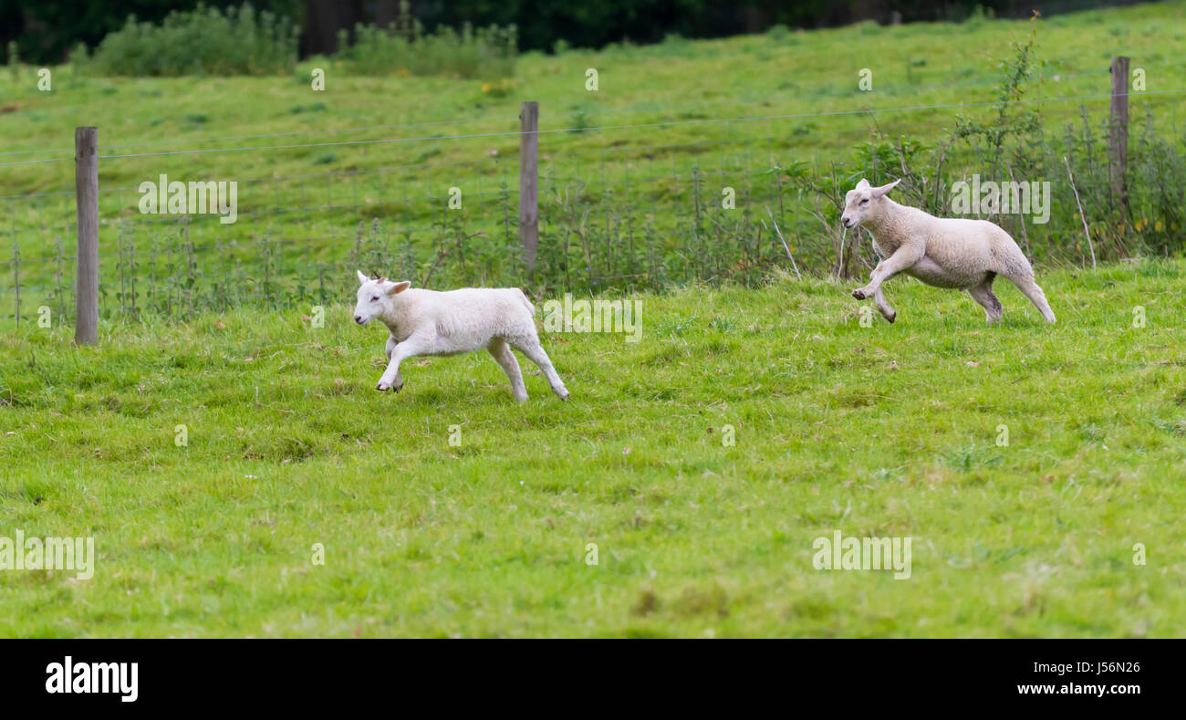 Baby lamb running hi-res stock photography and images - Alamy