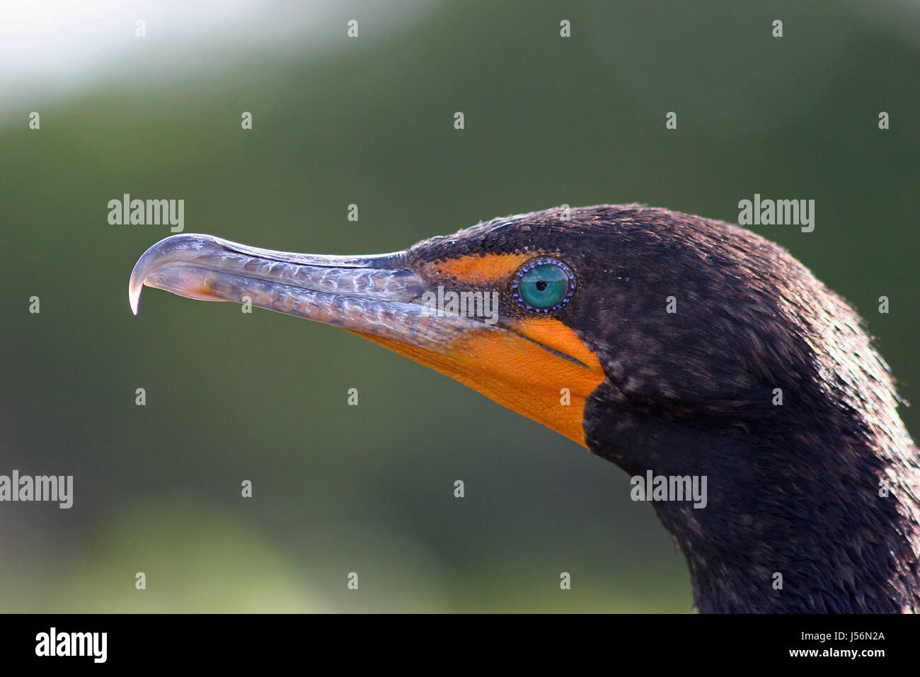 the colors of nature Stock Photo - Alamy