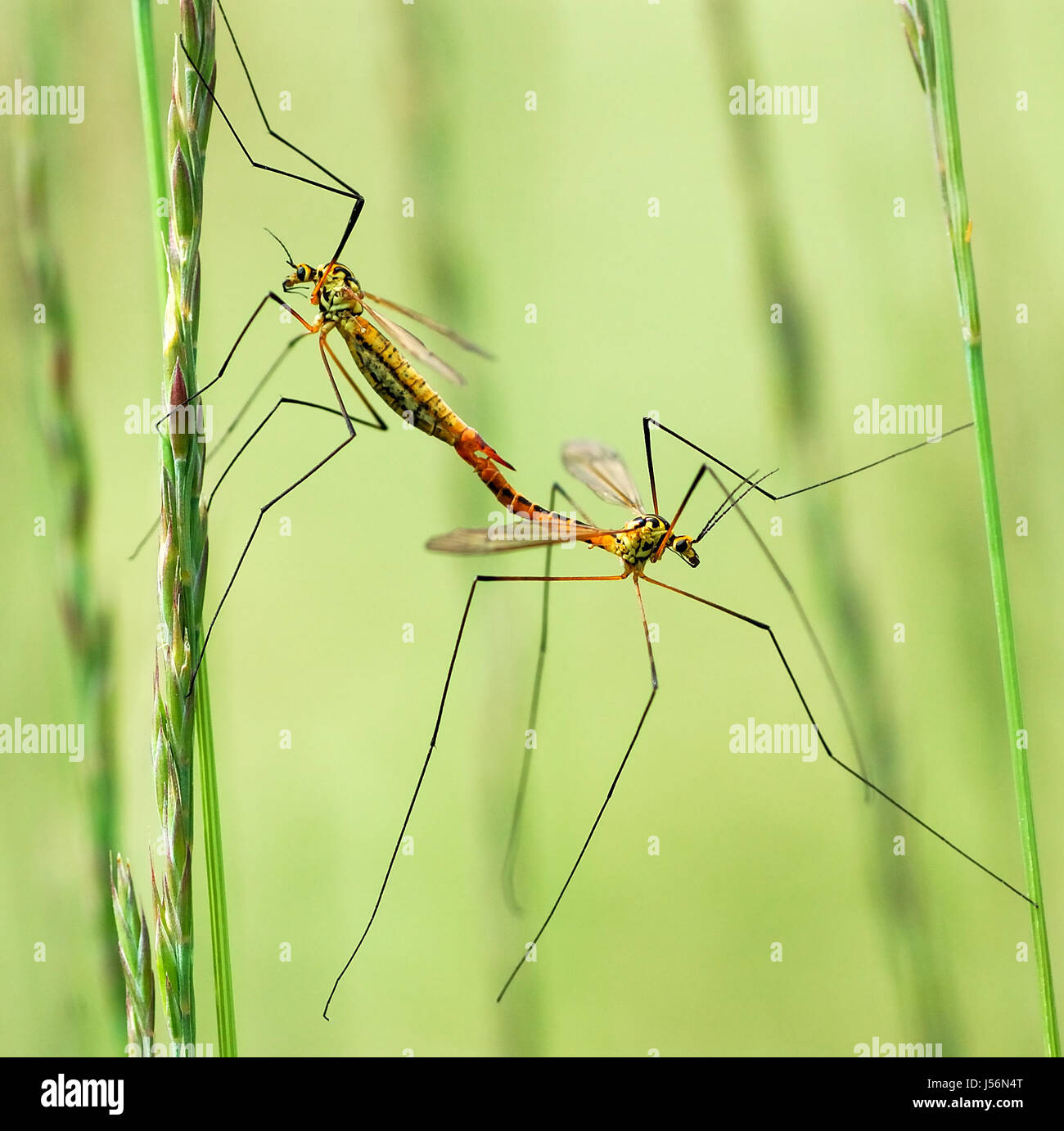 legs macro close-up macro admission close up view insects green blades ...