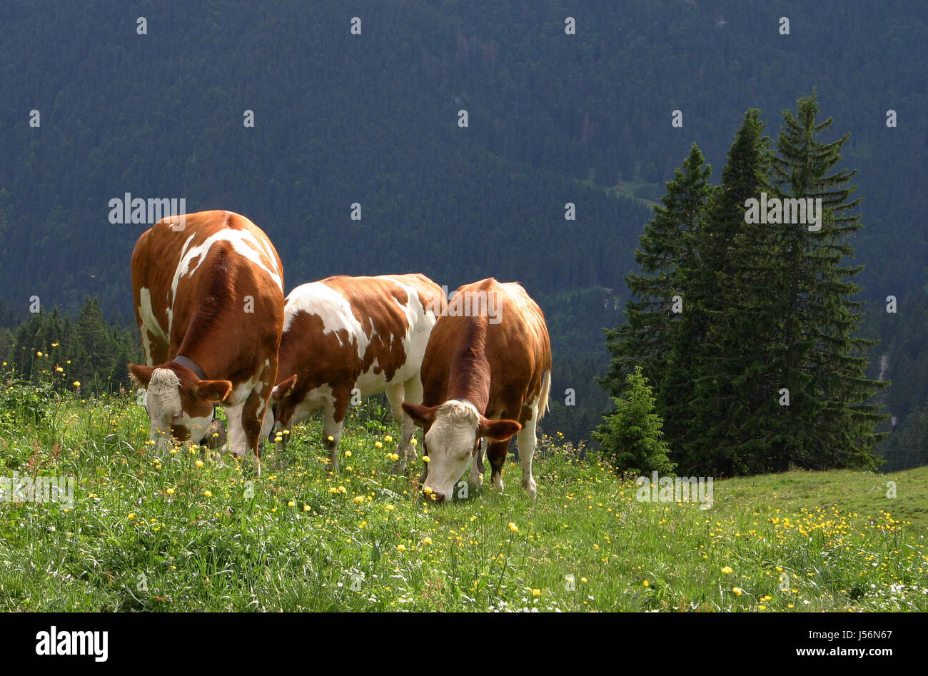 mountains green brown brownish brunette bull shine shines bright lucent ...