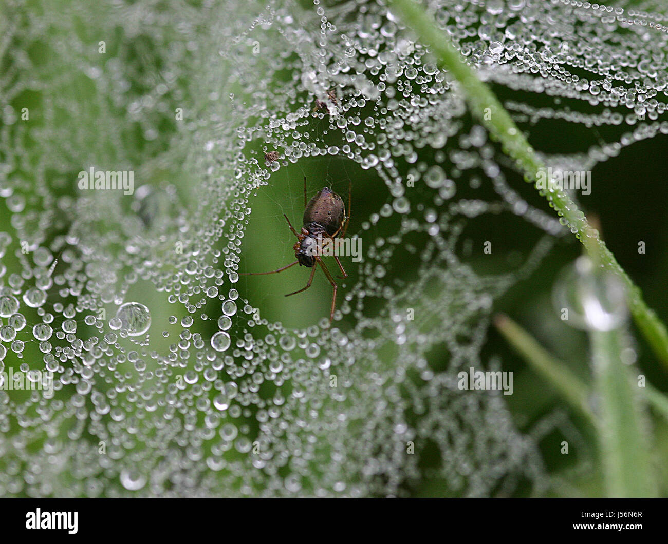 insect green small tiny little short mirroring spider net fear mini ...