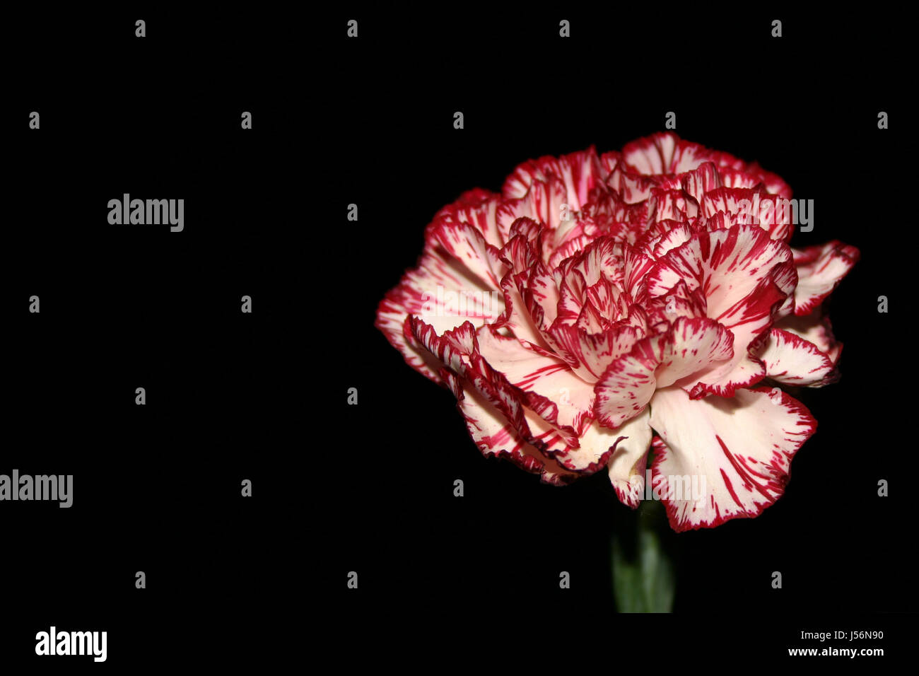 flower plant green carnation bloom blossom flourish flourishing night ...