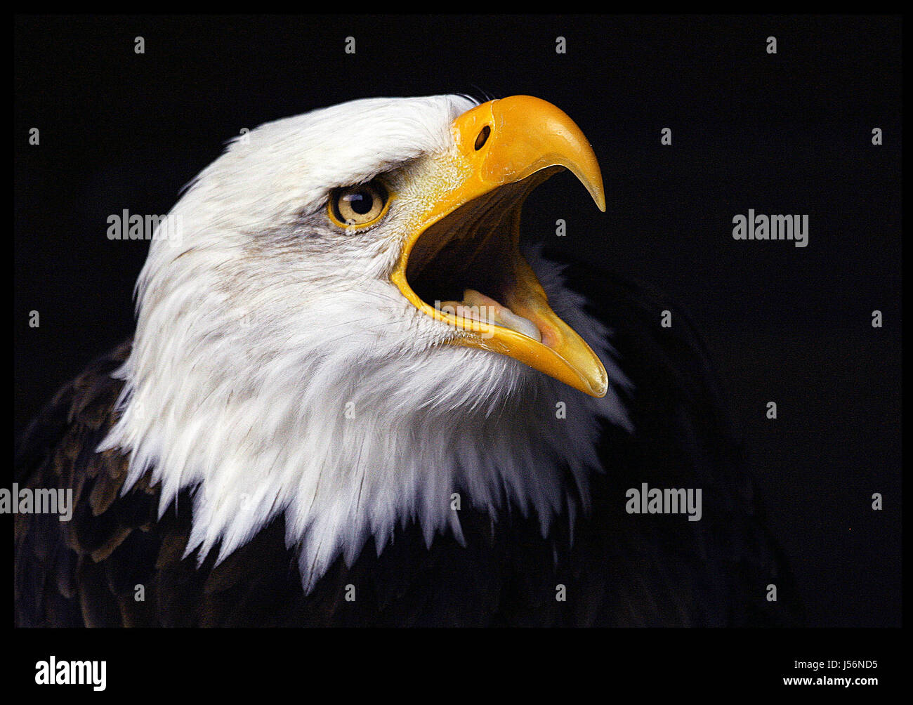bird portrait birds blank european caucasian raptor eagle shouting ...