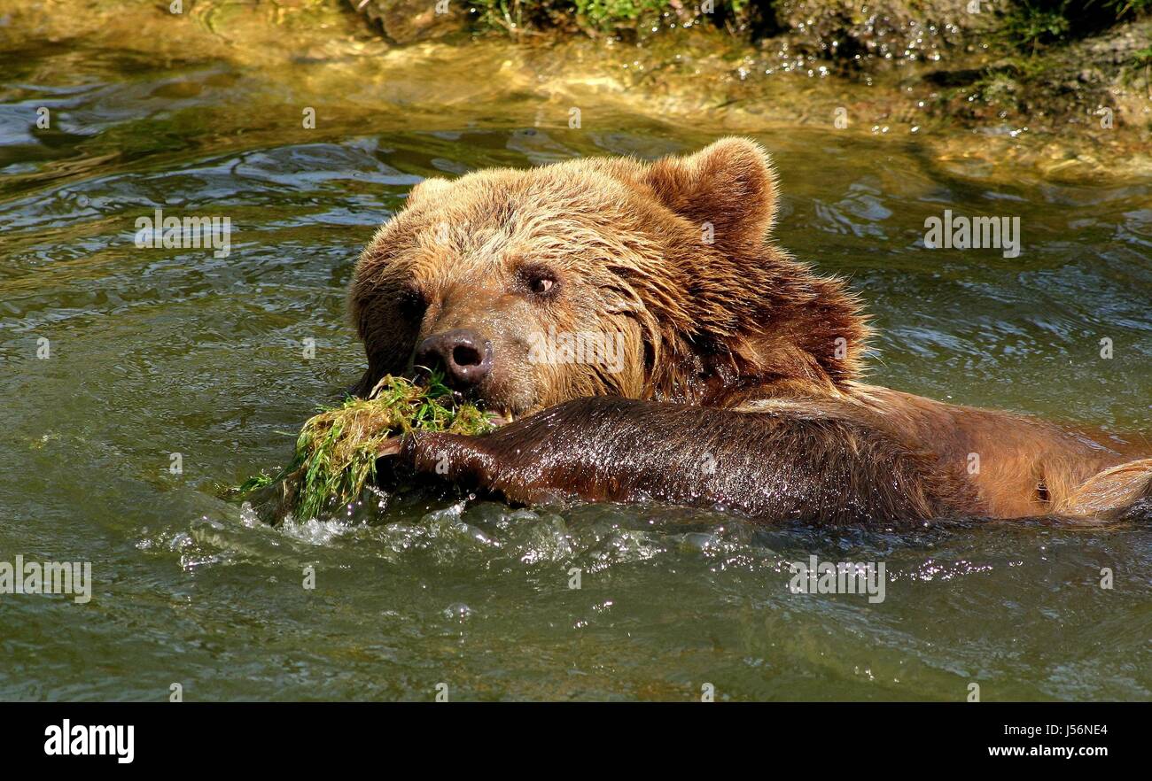pooh,is hot today Stock Photo - Alamy