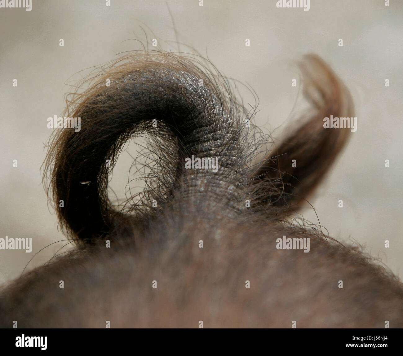 Hooped hi-res stock photography and images - Alamy