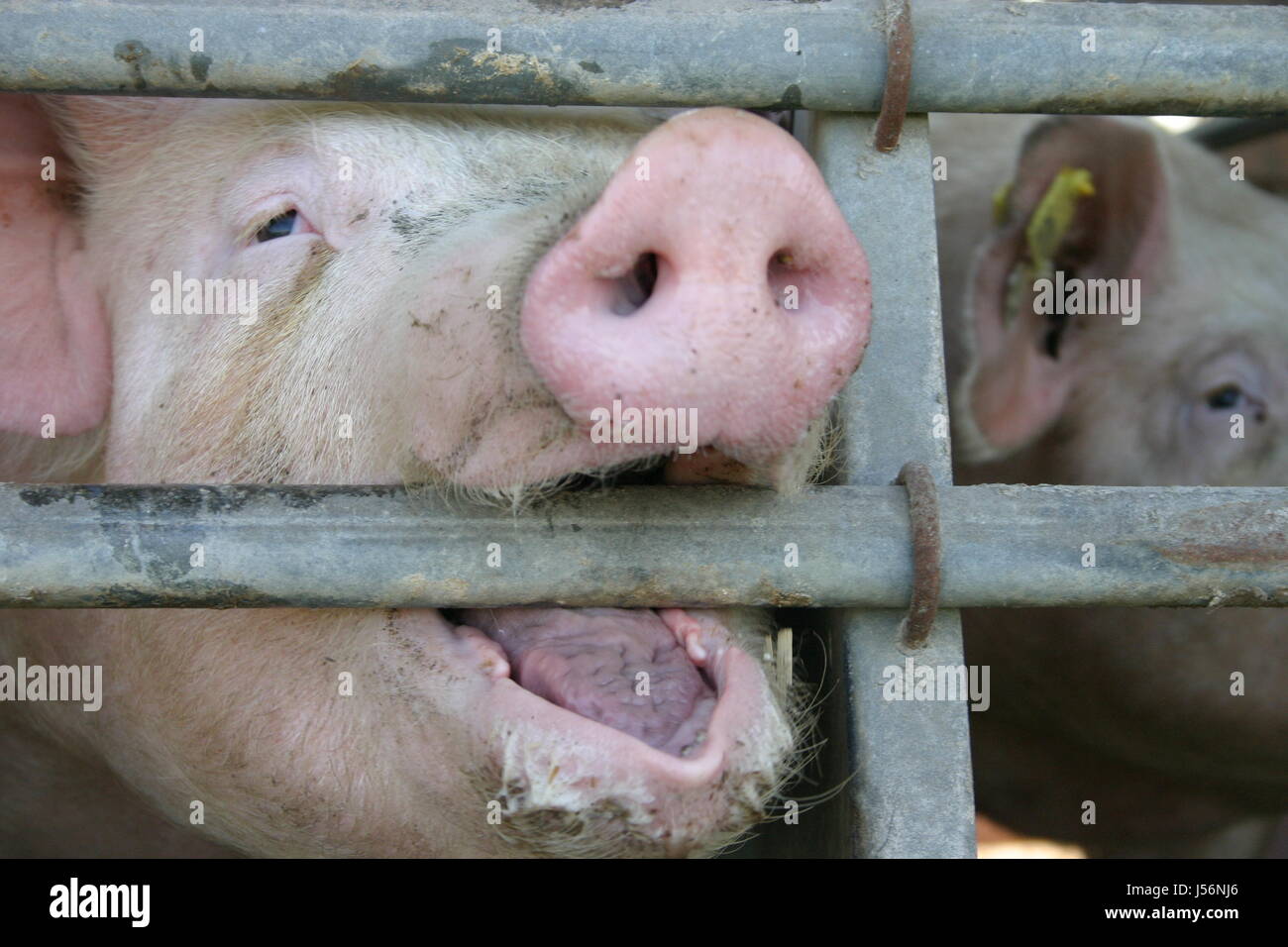 Pig behind bars hi-res stock photography and images - Alamy
