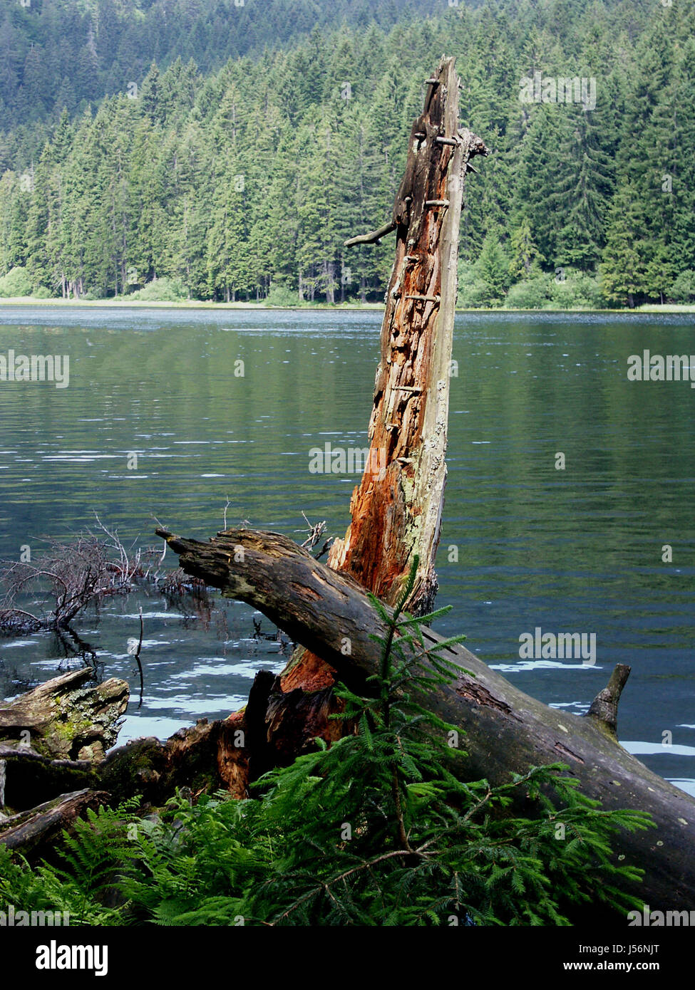 the tree skeleton Stock Photo - Alamy