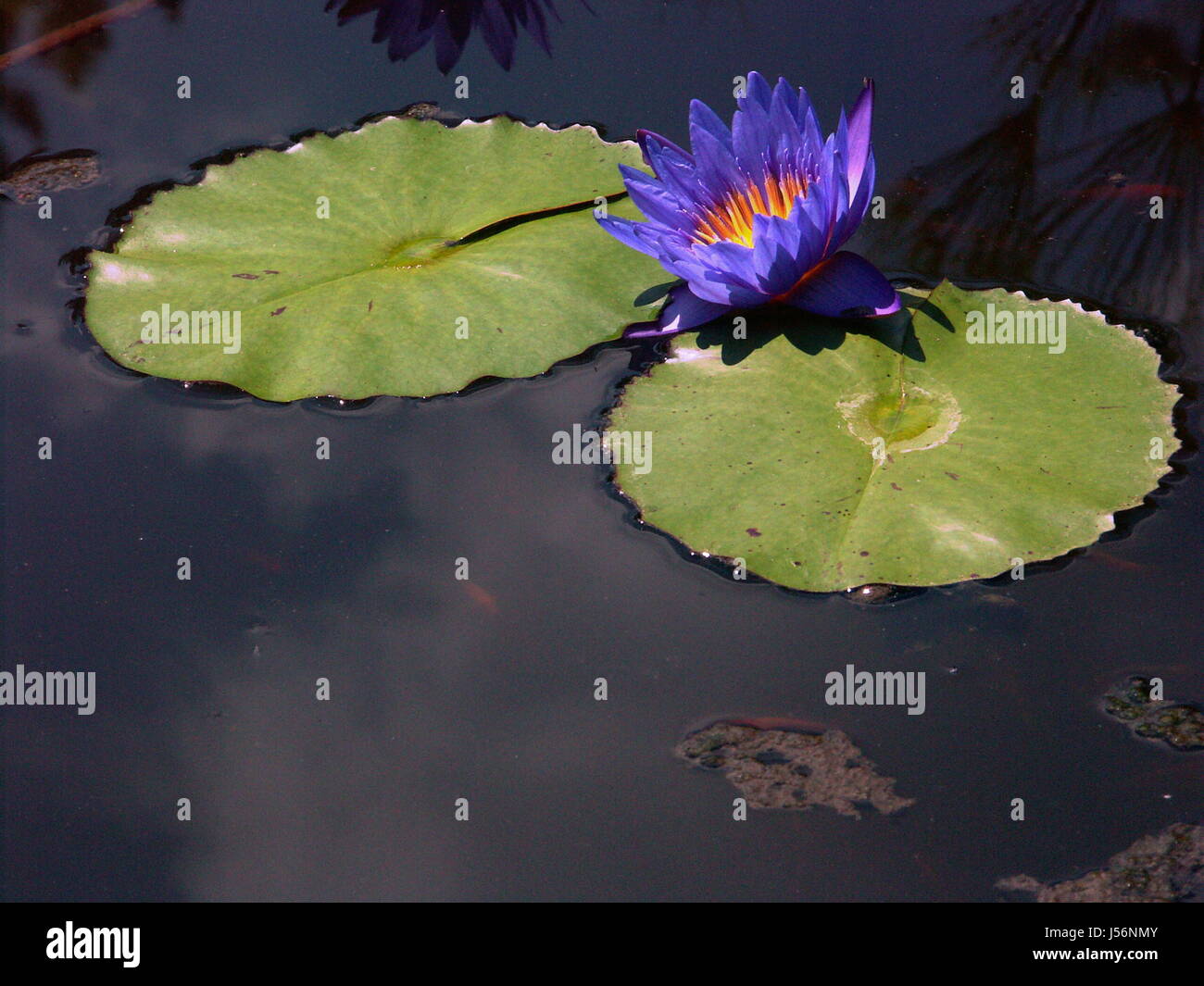 blue water lily ii Stock Photo - Alamy