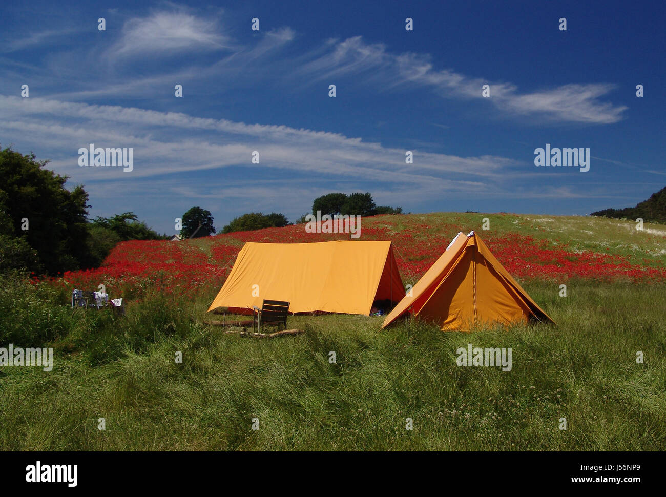 poppy field tent Stock Photo - Alamy