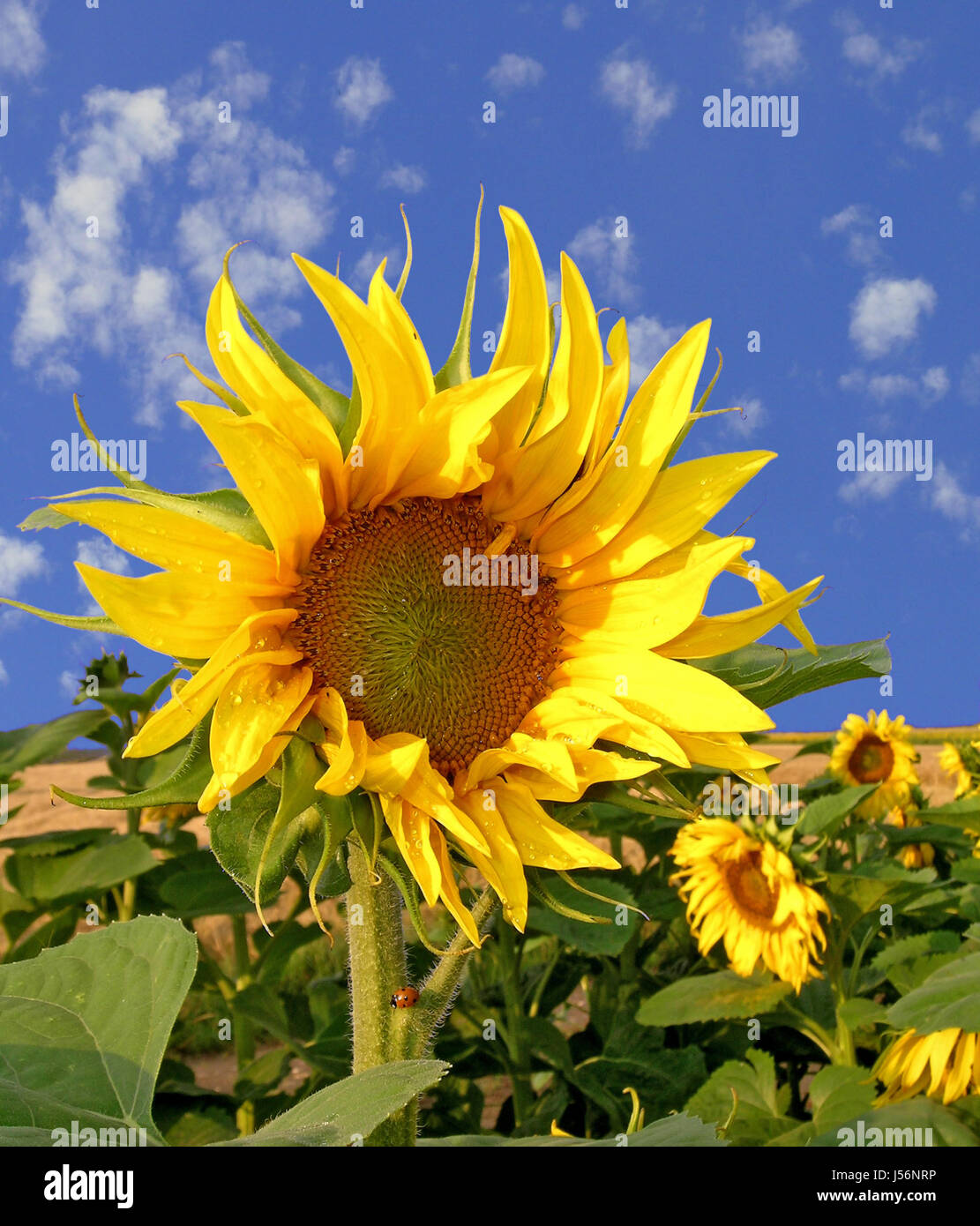 the sublime 2 Stock Photo - Alamy