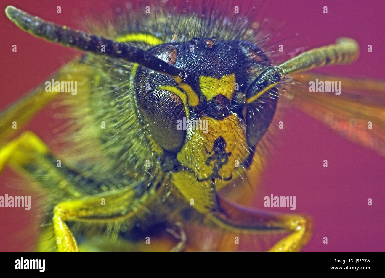 Monster wasp hi-res stock photography and images - Alamy