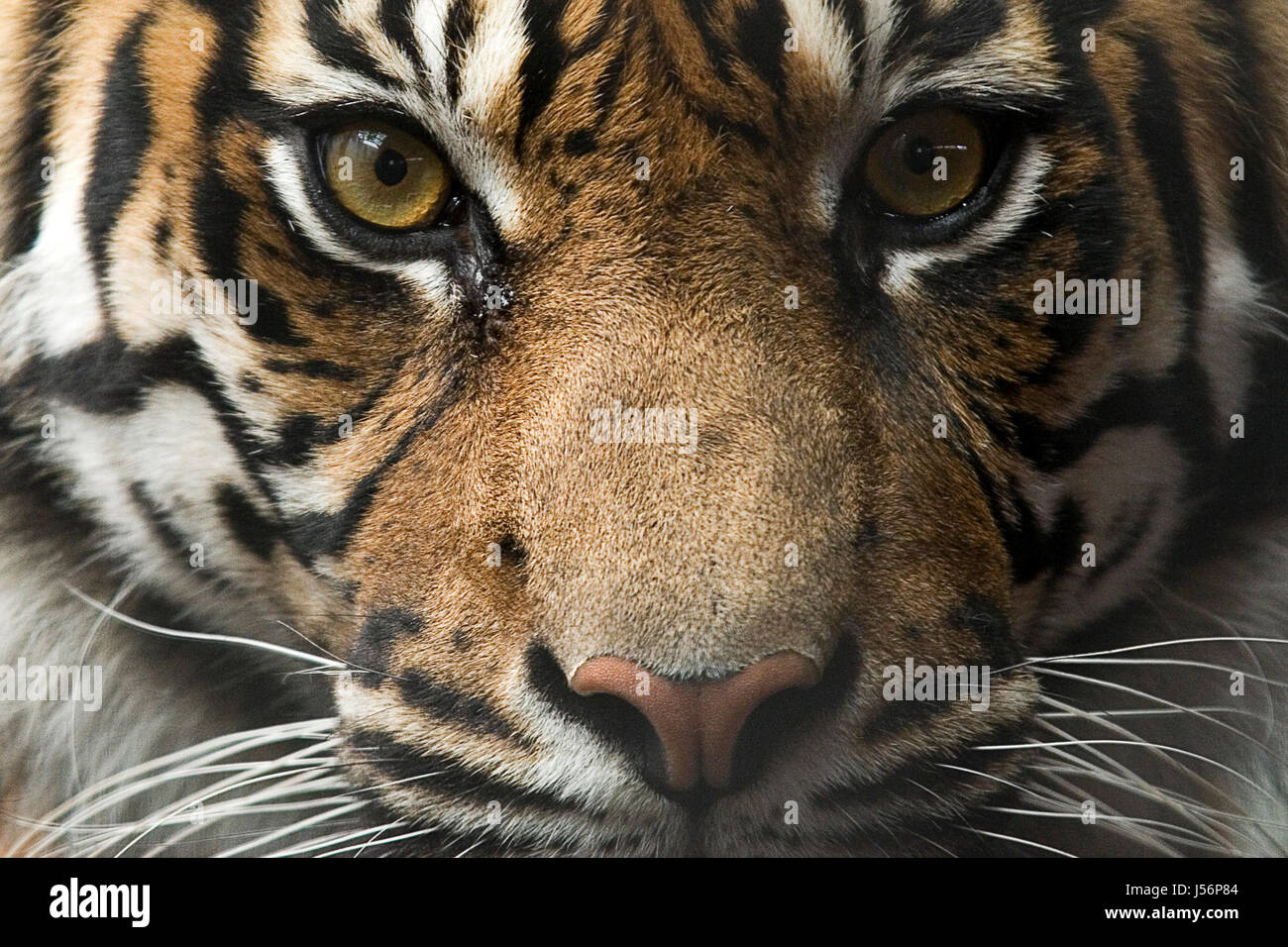 Tiger1 hi-res stock photography and images - Alamy