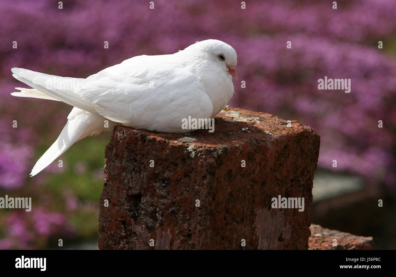 rest and peace Stock Photo - Alamy