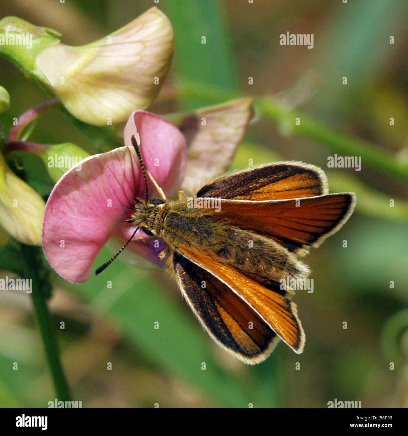 Moth juice hi-res stock photography and images - Alamy