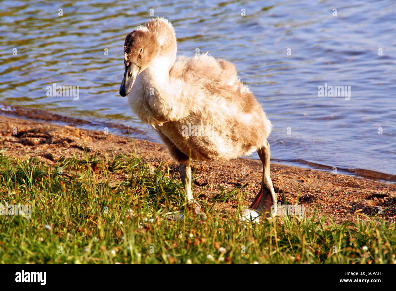 Oh man hi-res stock photography and images - Alamy