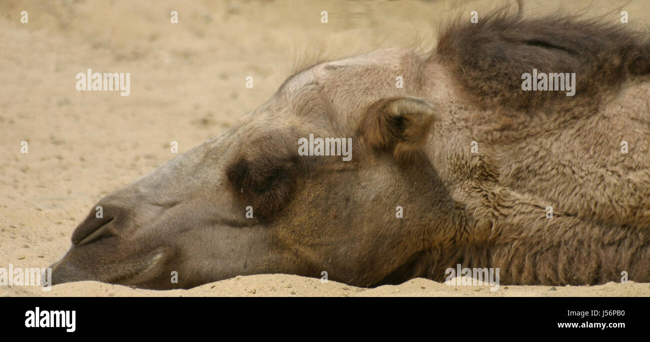 sooo tired Stock Photo - Alamy