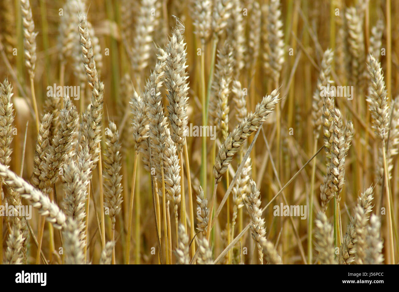 Wheat bowed hi-res stock photography and images - Alamy