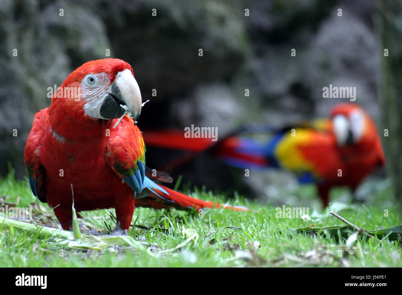 green wing macaw Stock Photo - Alamy