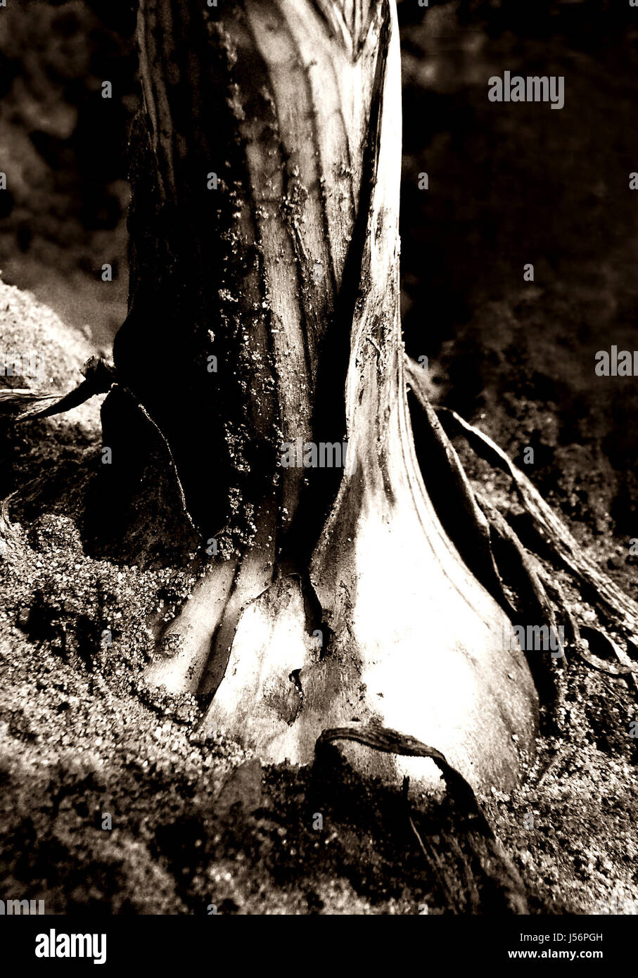 Firmly rooted hi-res stock photography and images - Alamy