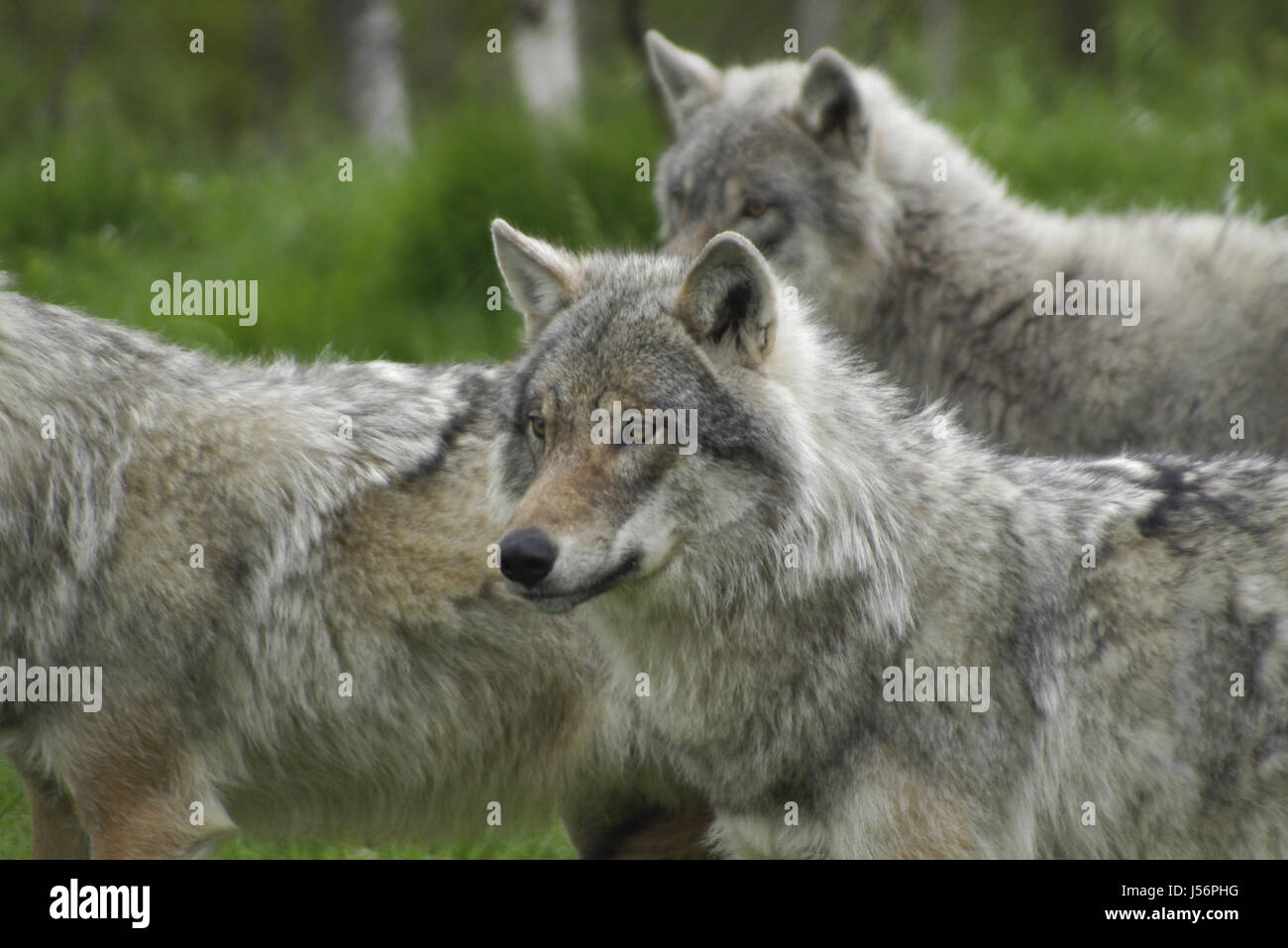 Curious wolf pack hi-res stock photography and images - Alamy
