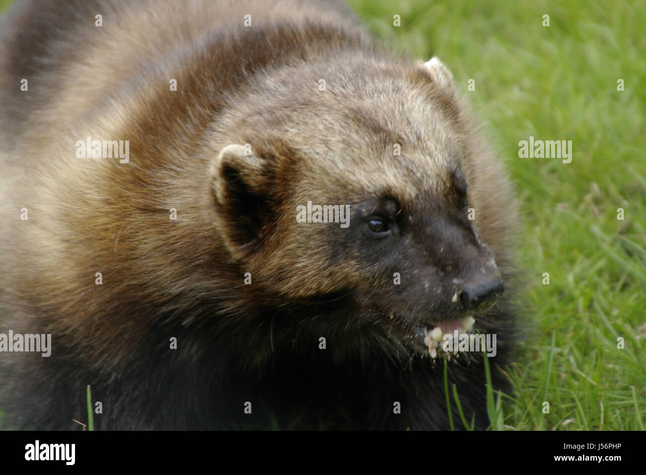 wolverine portrait recording Stock Photo - Alamy