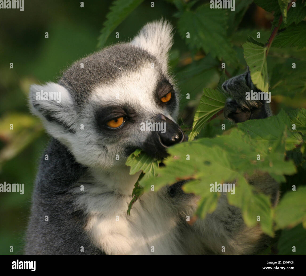 Katta portrt hi-res stock photography and images - Alamy