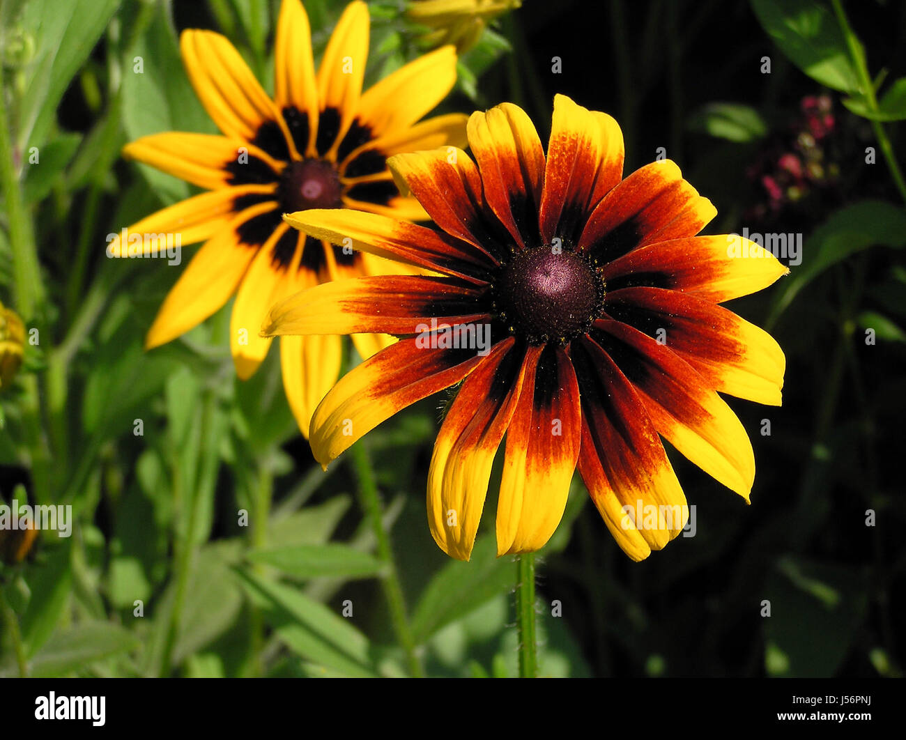 Groer stempel hi-res stock photography and images - Alamy