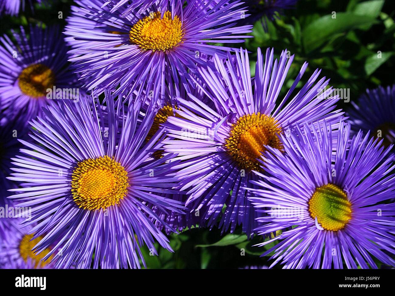 Reverie hi-res stock photography and images - Alamy