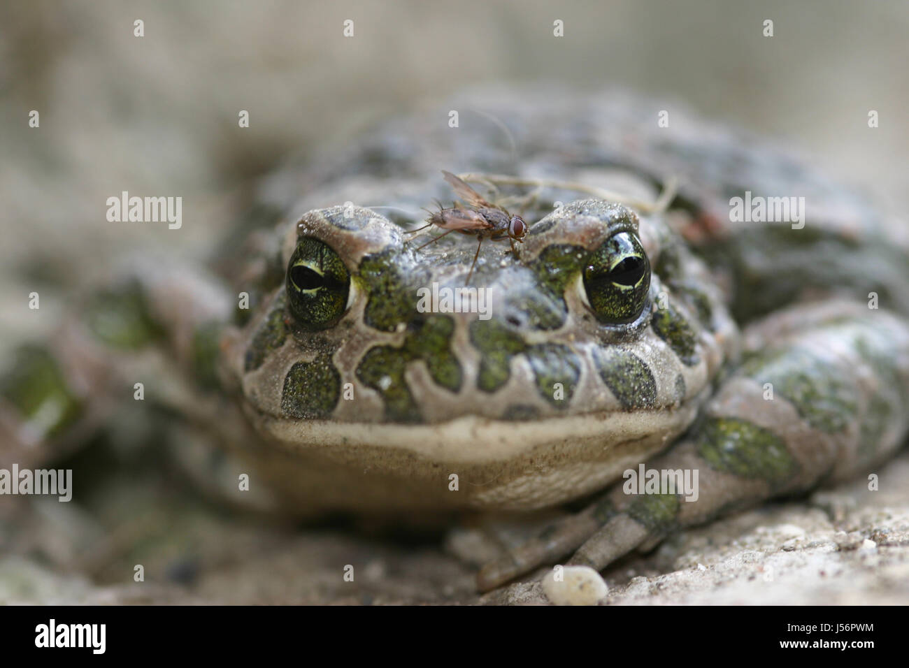 Jux hi-res stock photography and images - Alamy
