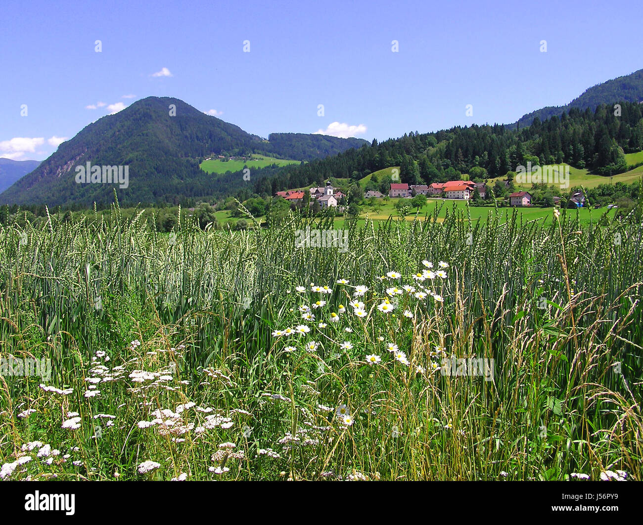 Alpenwiese hi-res stock photography and images - Alamy