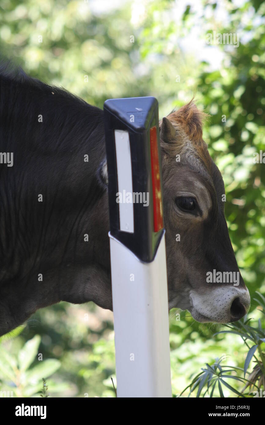 traffic transportation cow hide sign signal traffic sign calf ...