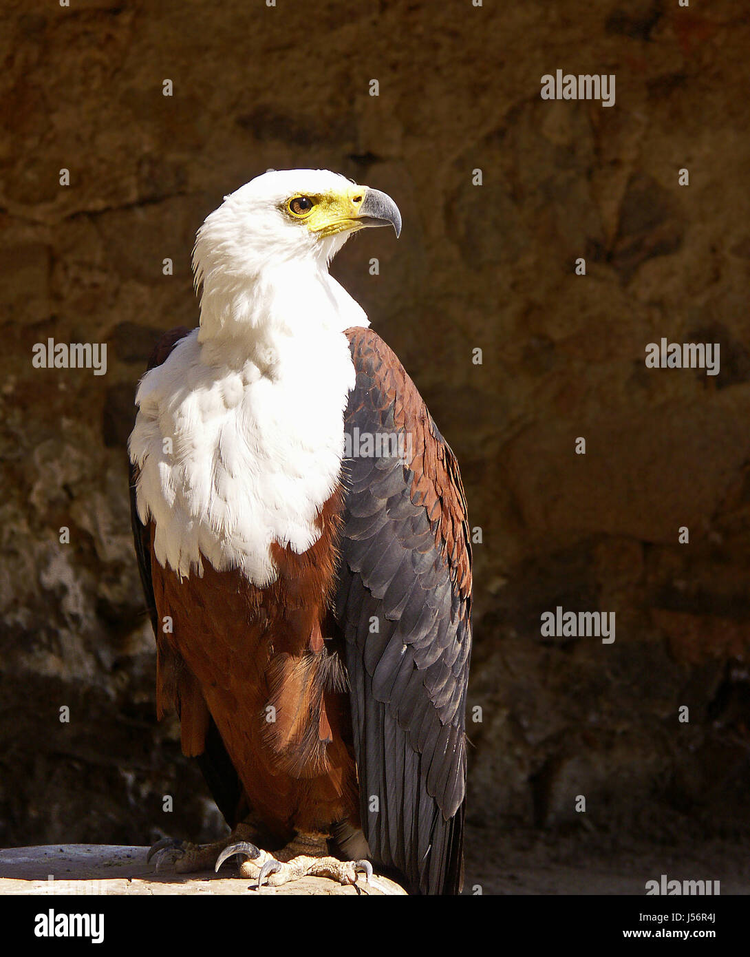 bird animals portrait birds raptor look glancing see view looking ...